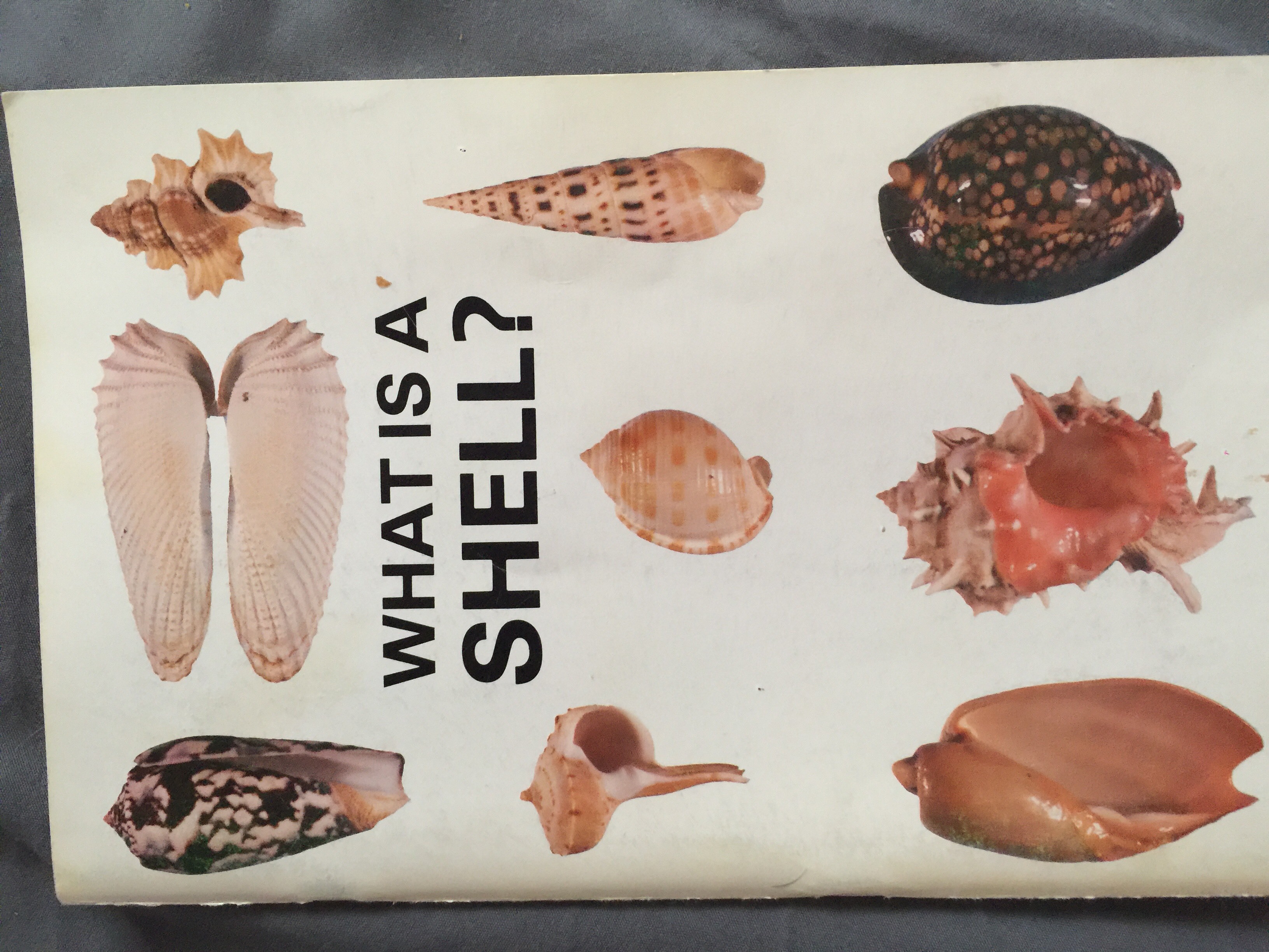 What is a Shell? by Tom Rice | Goodreads