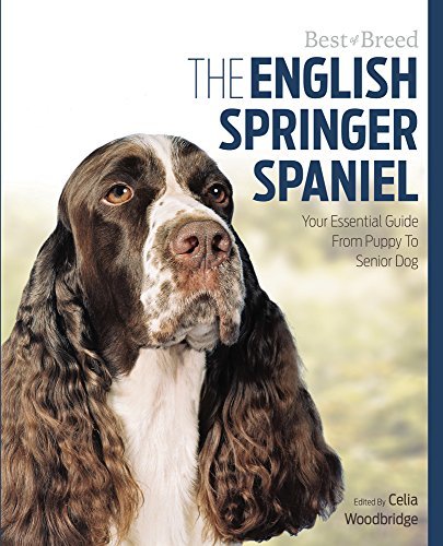 The English Springer Spaniel: Your Essential Guide From Puppy To Senior ...
