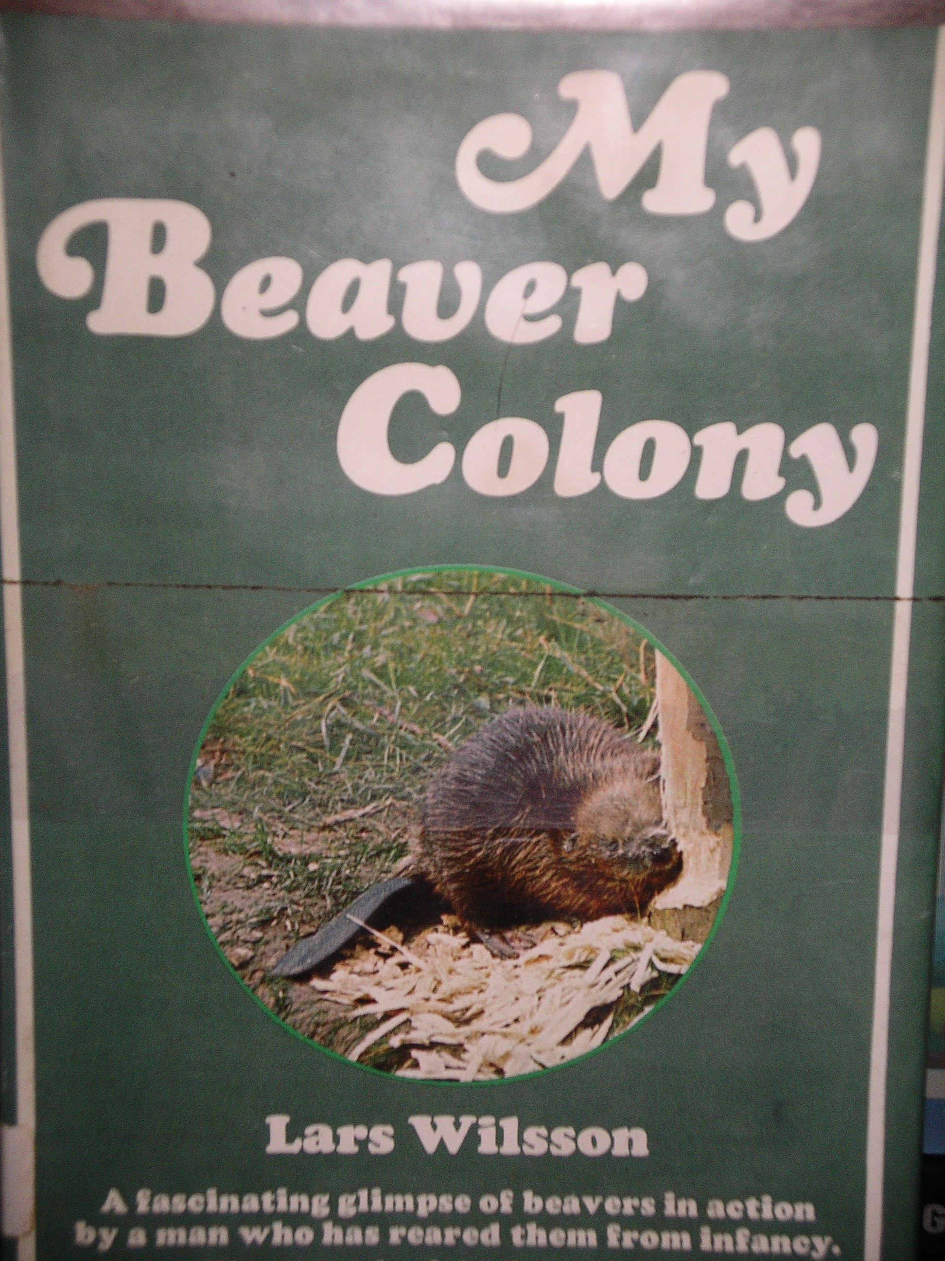 My Beaver Colony by Lars Wilsson | Goodreads