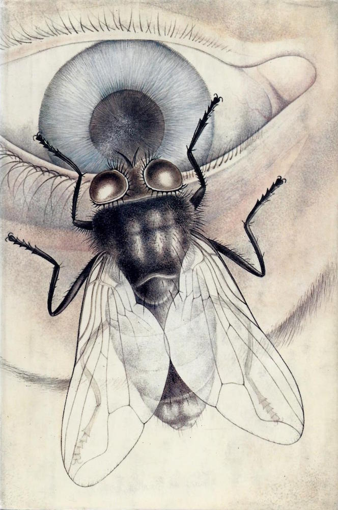The Fly by Richard Chopping | Goodreads