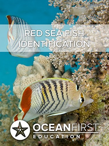 Red Sea Reef Fish Identification by Ocean First Education | Goodreads