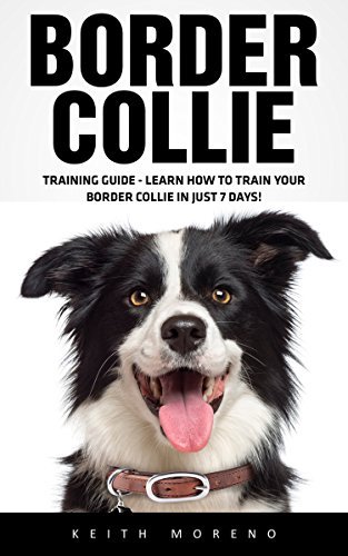 Border Collie: Training Guide - Learn How To Train Your Border Collie ...