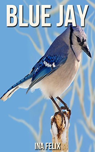 Blue Jay: Children Book of Fun Facts & Amazing Photos on Animals in ...