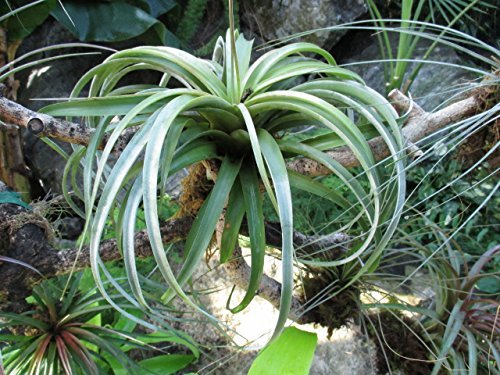 Epiphyte: Air plant by Maya Baron | Goodreads