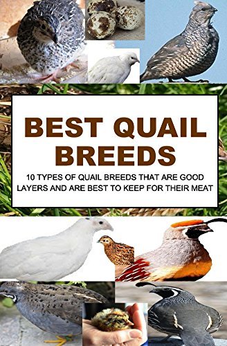 Best Quail Breeds: 10 Types Of Quail Breeds That Are Good Layers And ...