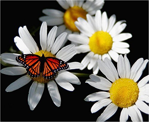 Operation Butterfly by Daisy Lancey | Goodreads