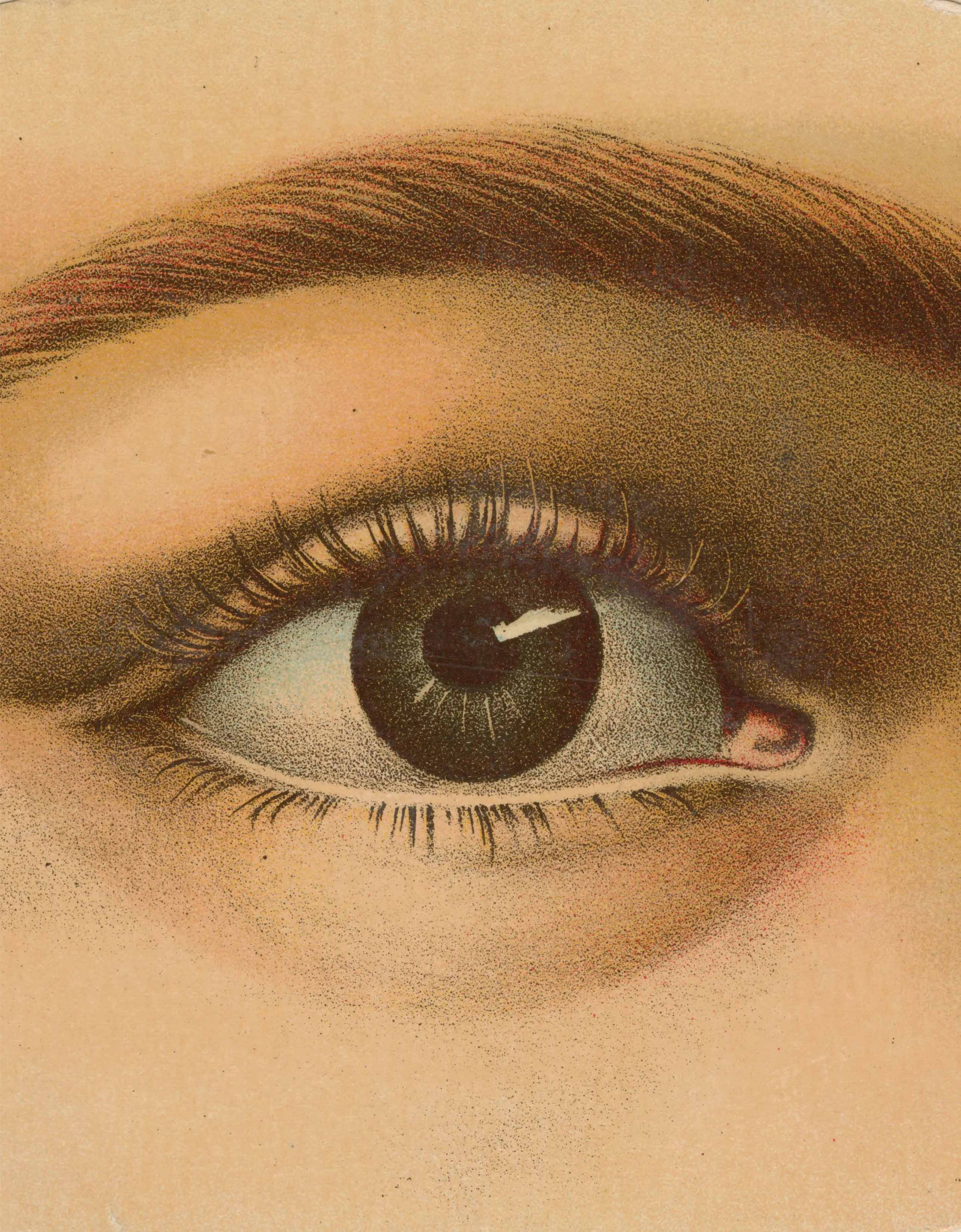 John Derian Picture Book (John Derian Paper Goods) by John Derian ...