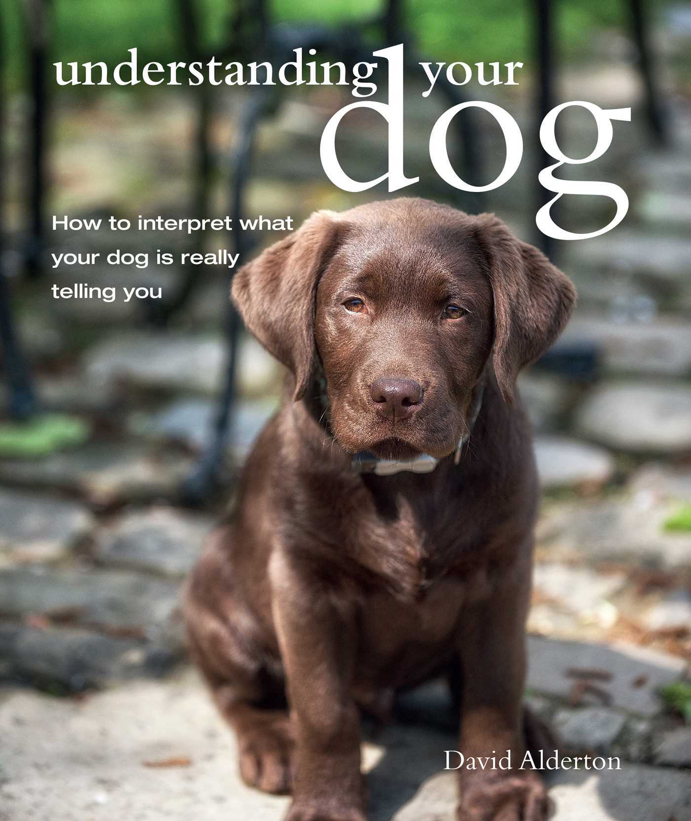 Understanding Your Dog: How to interpret what your dog is really ...