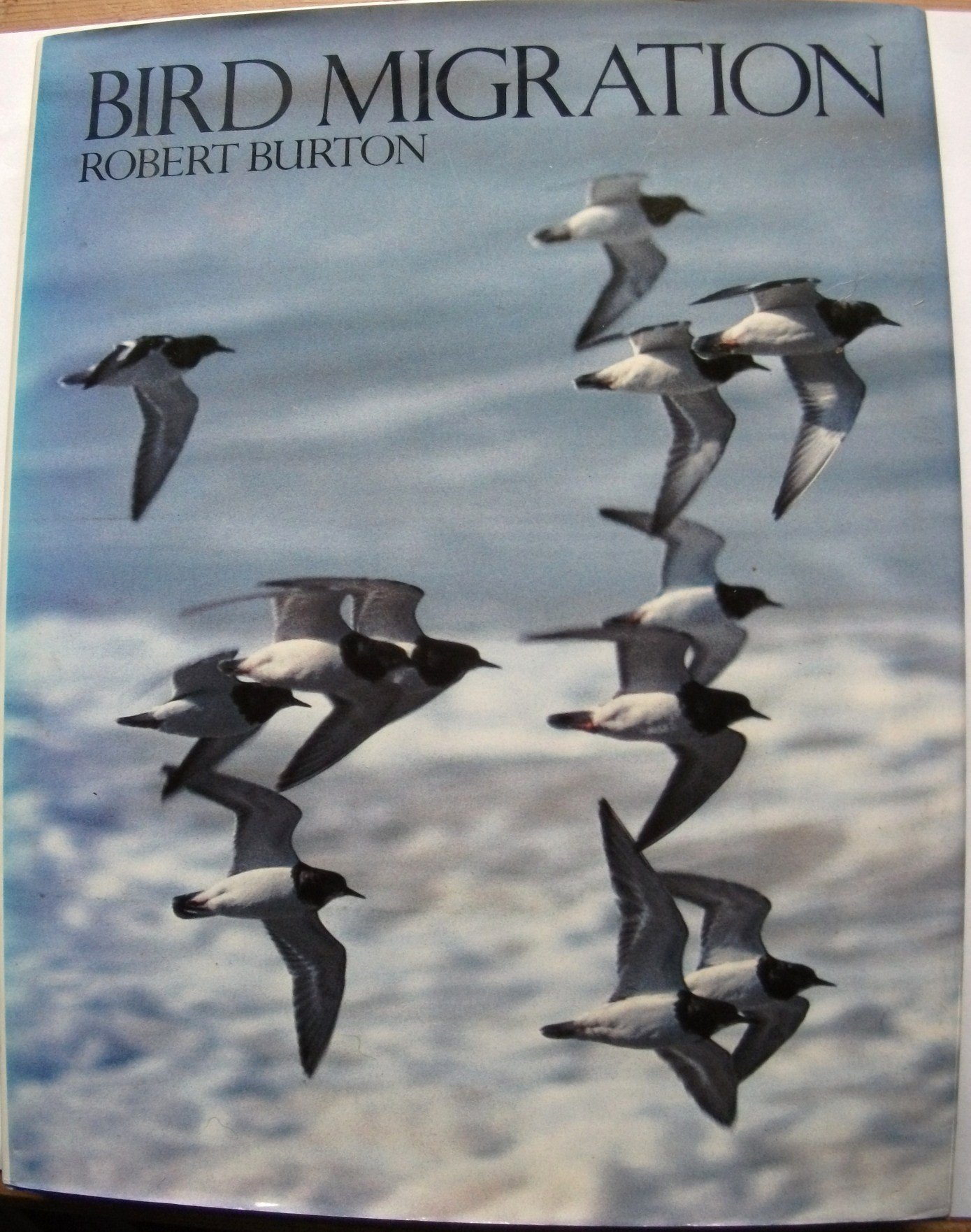 Bird Migration by Robert Burton | Goodreads