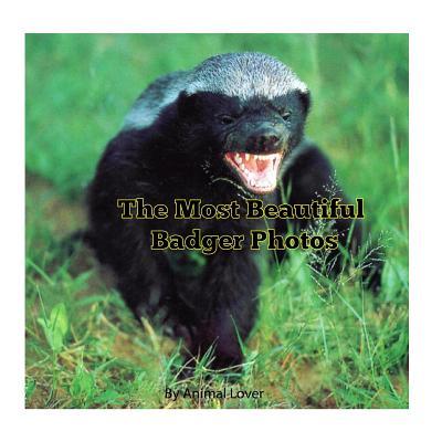 The Most Beautiful Badger Photos by Animal Lover | Goodreads