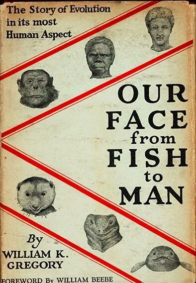 Human Evolution From Fish