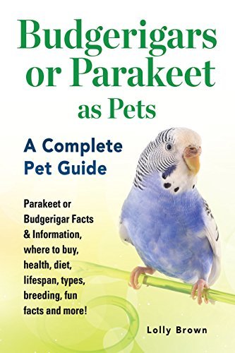 Budgerigars or Parakeet as Pets: Parakeet or Budgerigar Facts ...