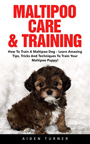 Maltipoo Care & Training: How to Train a Maltipoo Dog – Learn Amazing ...