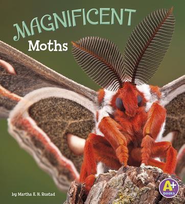 Magnificent Moths (Bugs Are Beautiful!) by Martha E.H. Rustad | Goodreads