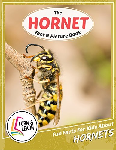 The Hornet Fact and Picture Book: Fun Facts for Kids About Hornets by ...