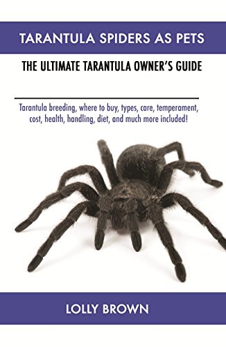 Tarantula Spiders As Pets: Tarantula breeding, where to buy, types ...