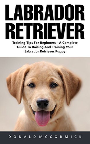 Labrador Retriever: Training Tips For Beginners - A Complete Guide To ...