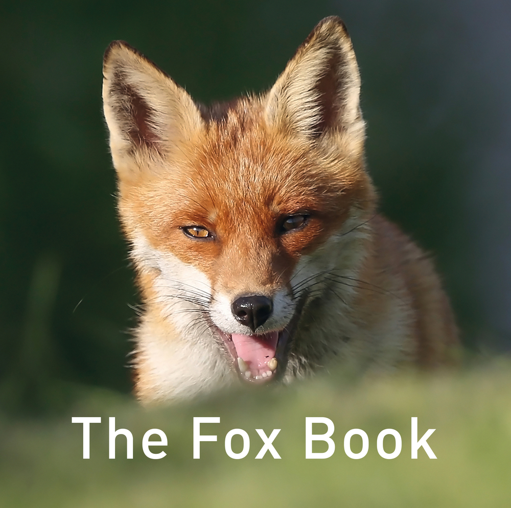 The Fox Book (The Nature Book Series) by Russ Jane | Goodreads