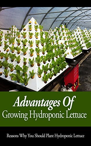 Advantages Of Growing Hydroponic Lettuce: Reasons Why You Should Plant ...