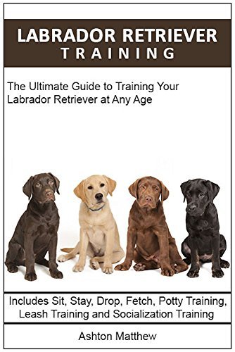 Labrador Retriever Training: The Ultimate Guide to Training Your ...