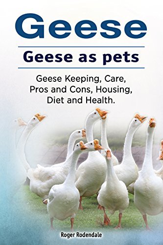 Geese as pets. Geese Keeping, Care, Housing, Pros and Cons, Health and ...