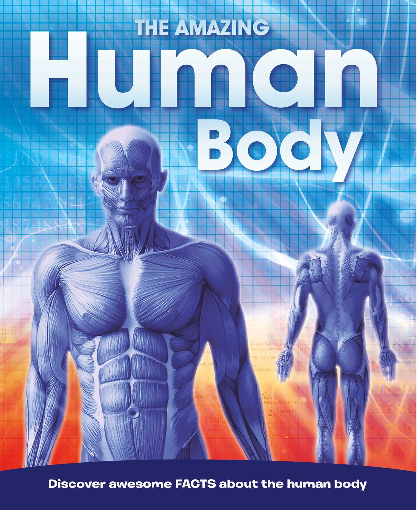 The Amazing Human Body: Discovery awesome FACTS (1) by Igloo Books ...