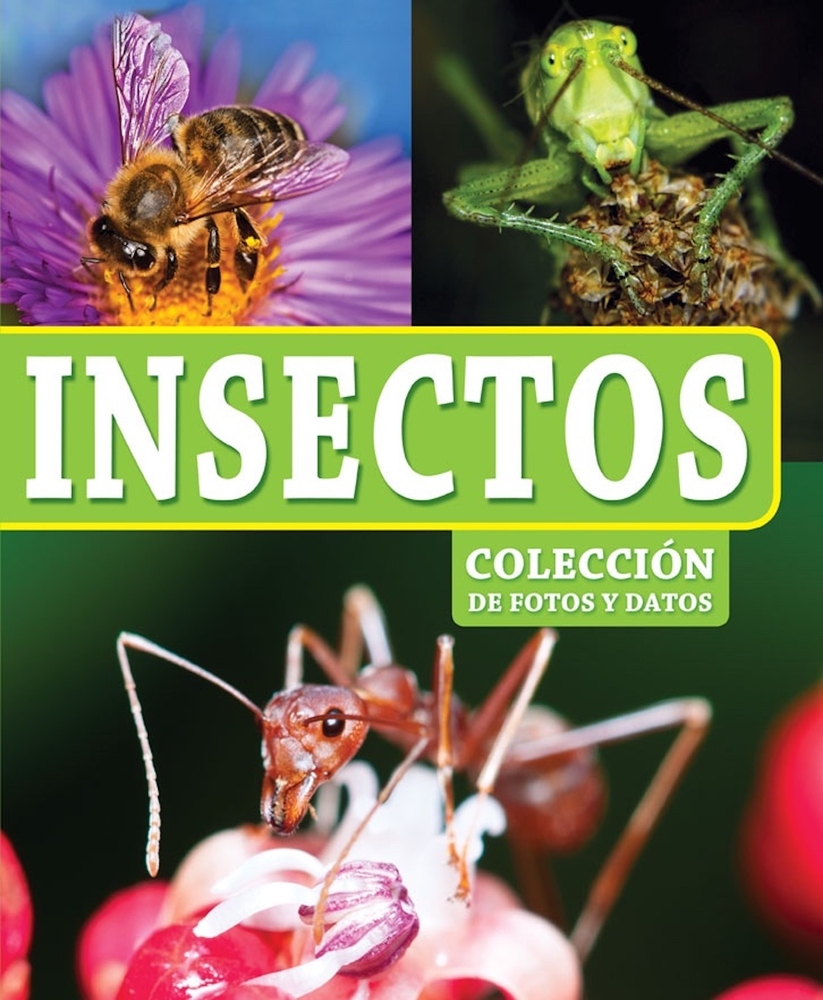 Insectos (Colección de fotos y datos) (Spanish Edition) by Kidsbooks ...
