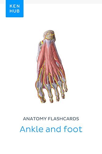 Anatomy flashcards: Ankle and foot: Learn all bones, ligaments and ...