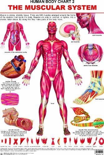The Muscular System by by Dreamland Publications | Goodreads