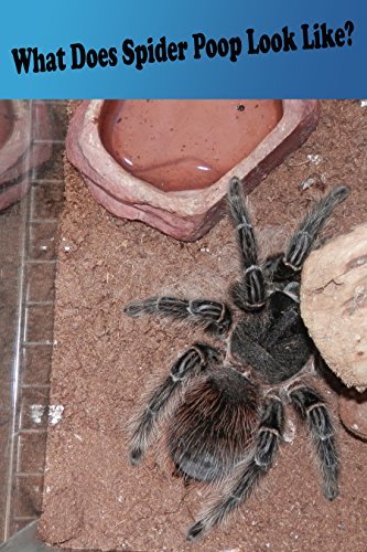 What Does Spider Poop Look Like? by N.A. Cauldron | Goodreads