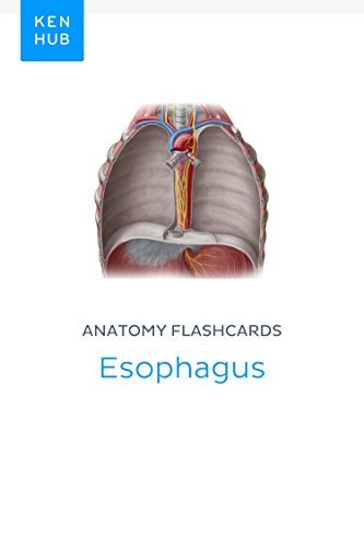 Anatomy flashcards: Esophagus: Learn all organs, arteries, veins and ...