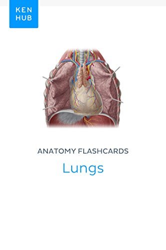 Anatomy flashcards: Lungs: Learn all organs, arteries, veins and ...