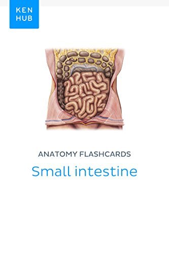 Anatomy flashcards: Small intestine: Learn all organs, arteries, veins ...