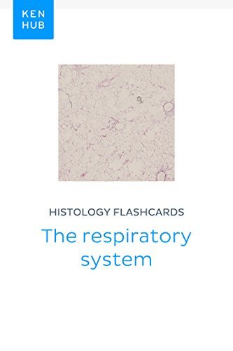 Histology flashcards: The respiratory system: Learn all organs, veins ...