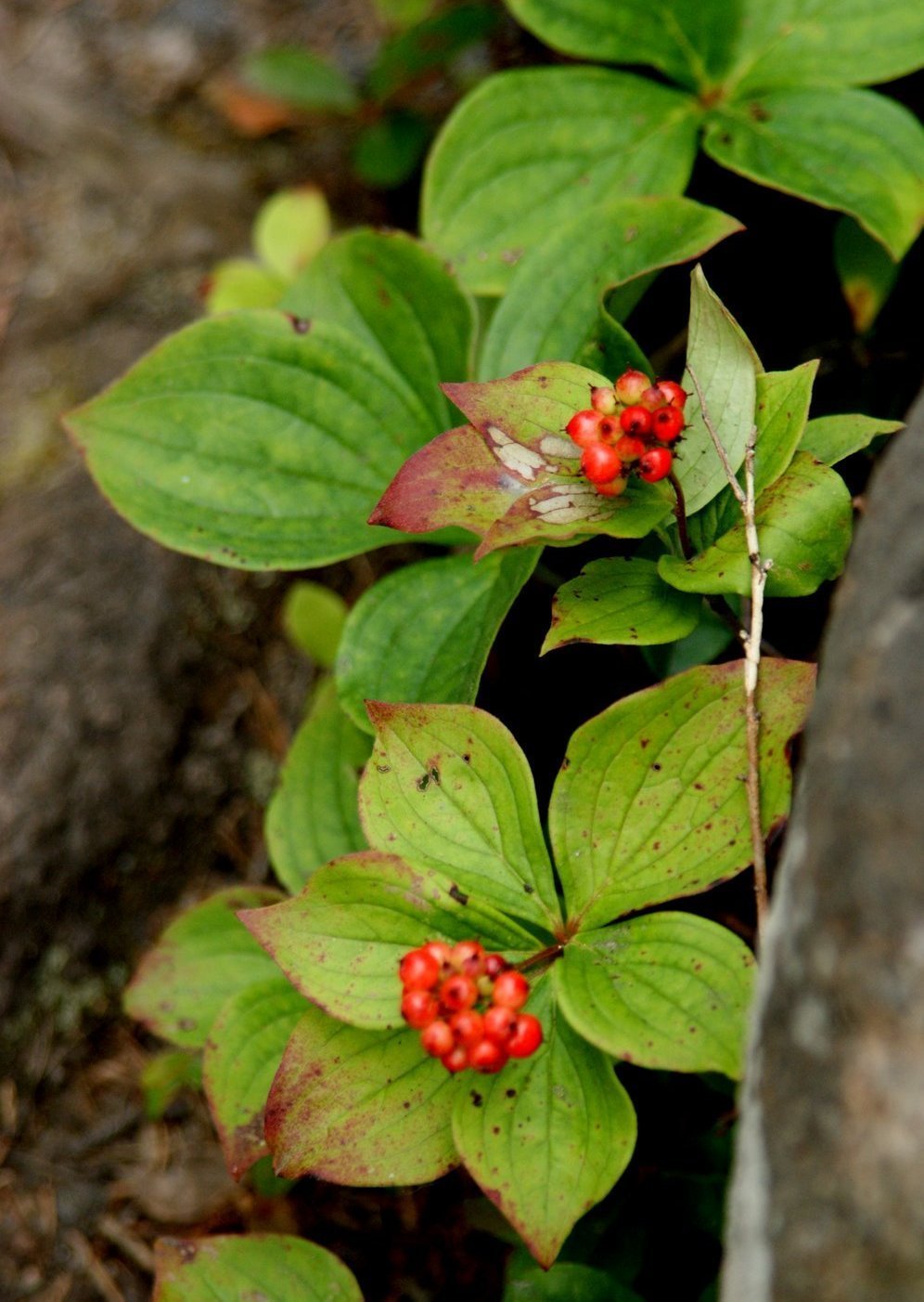 Bunchberries: More Poems of Canada by Karla Linn Merrifield | Goodreads