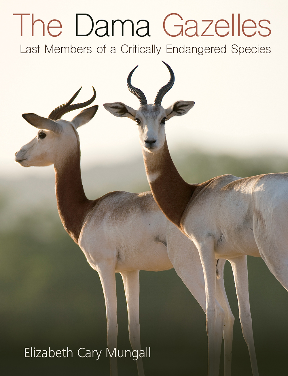 The Dama Gazelles: Last Members of a Critically Endangered Species ...