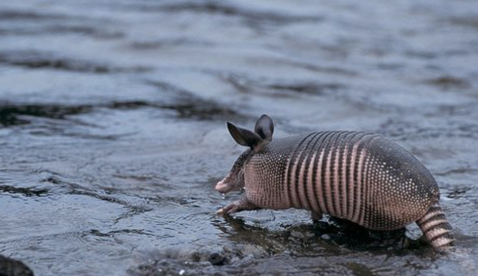 Otis is Resurrected by Brady Udall | Goodreads