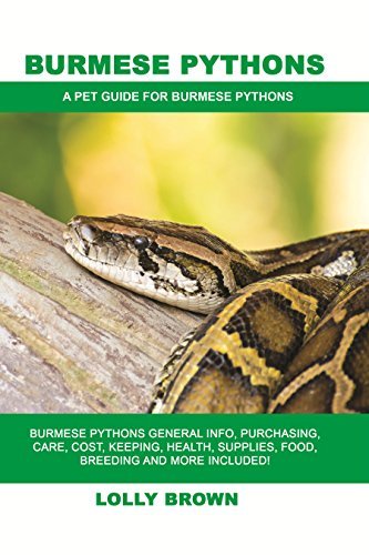 Burmese Pythons: Burmese Pythons General Info, Purchasing, Care, Cost ...