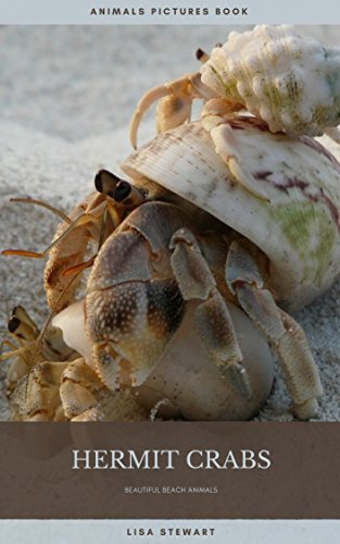 Hermit Crabs: Beach, Sea, Sand and Sun Crabs with Shell for Exploration ...