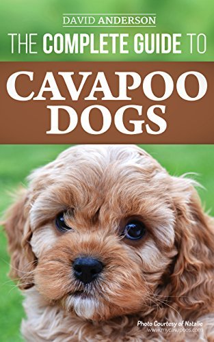 The Complete Guide to Cavapoo Dogs: Everything you need to know to ...