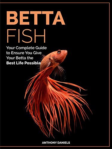 Betta Fish: Your Complete Guide to Ensure You Give Your Betta the Best ...
