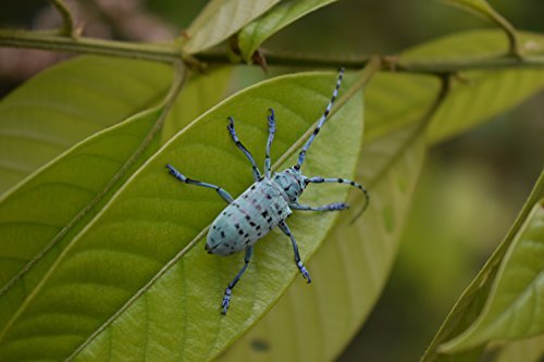 INSECTS AND SUSTAINABILITY: THE PRACTICE OF ENTOMOPHAGY AMONG THE ...