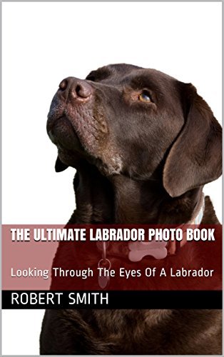 The Ultimate Labrador Photo Book: Looking Through The Eyes Of A ...