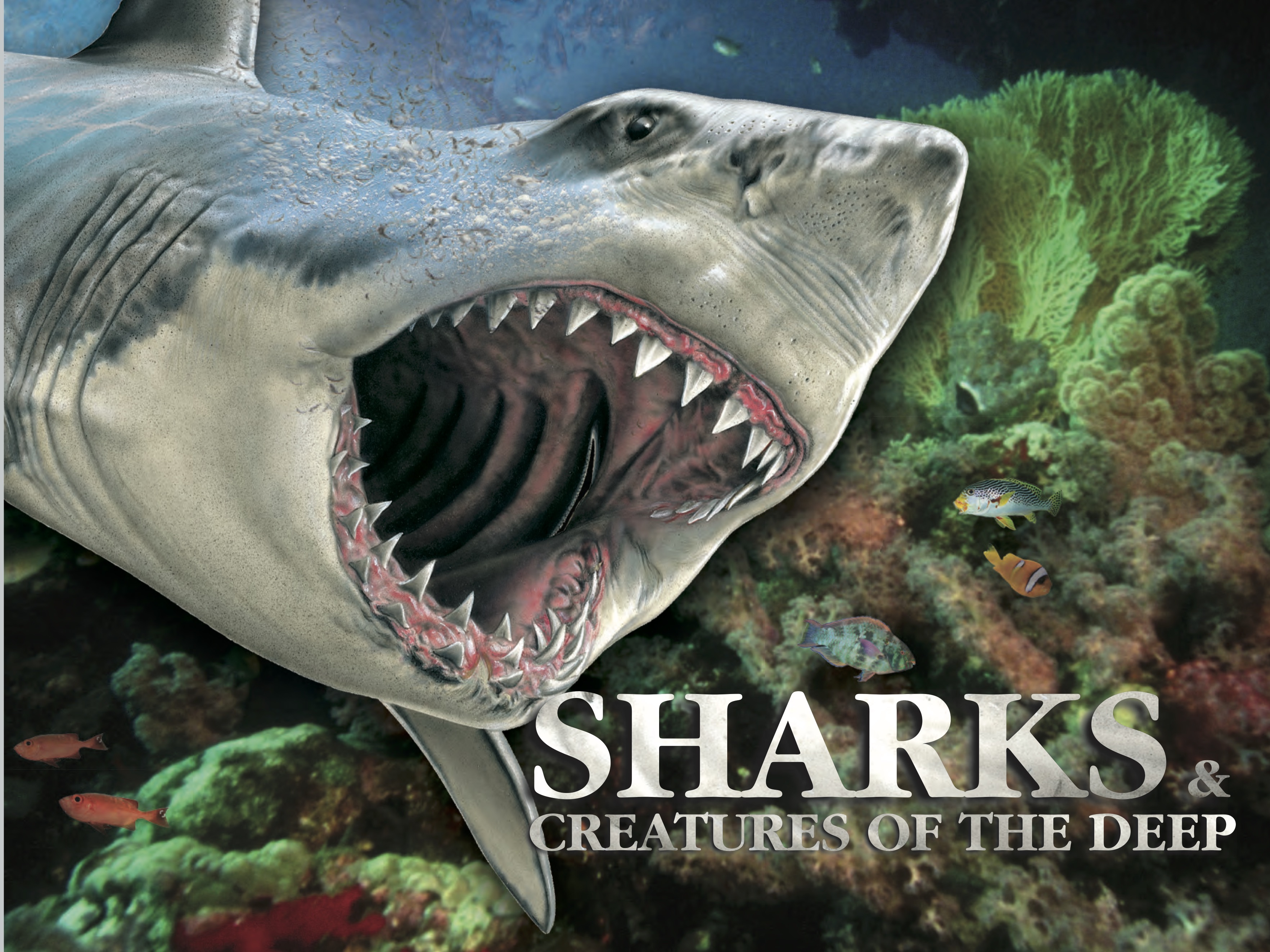 Sharks & Predators of the Deep by Susan Barraclough | Goodreads