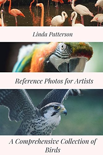 Reference Photos for Artists: A Comprehensive Collection of Birds by ...