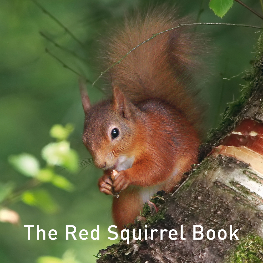 The Red Squirrel Book (The Nature Book Series) by Russ Jane | Goodreads