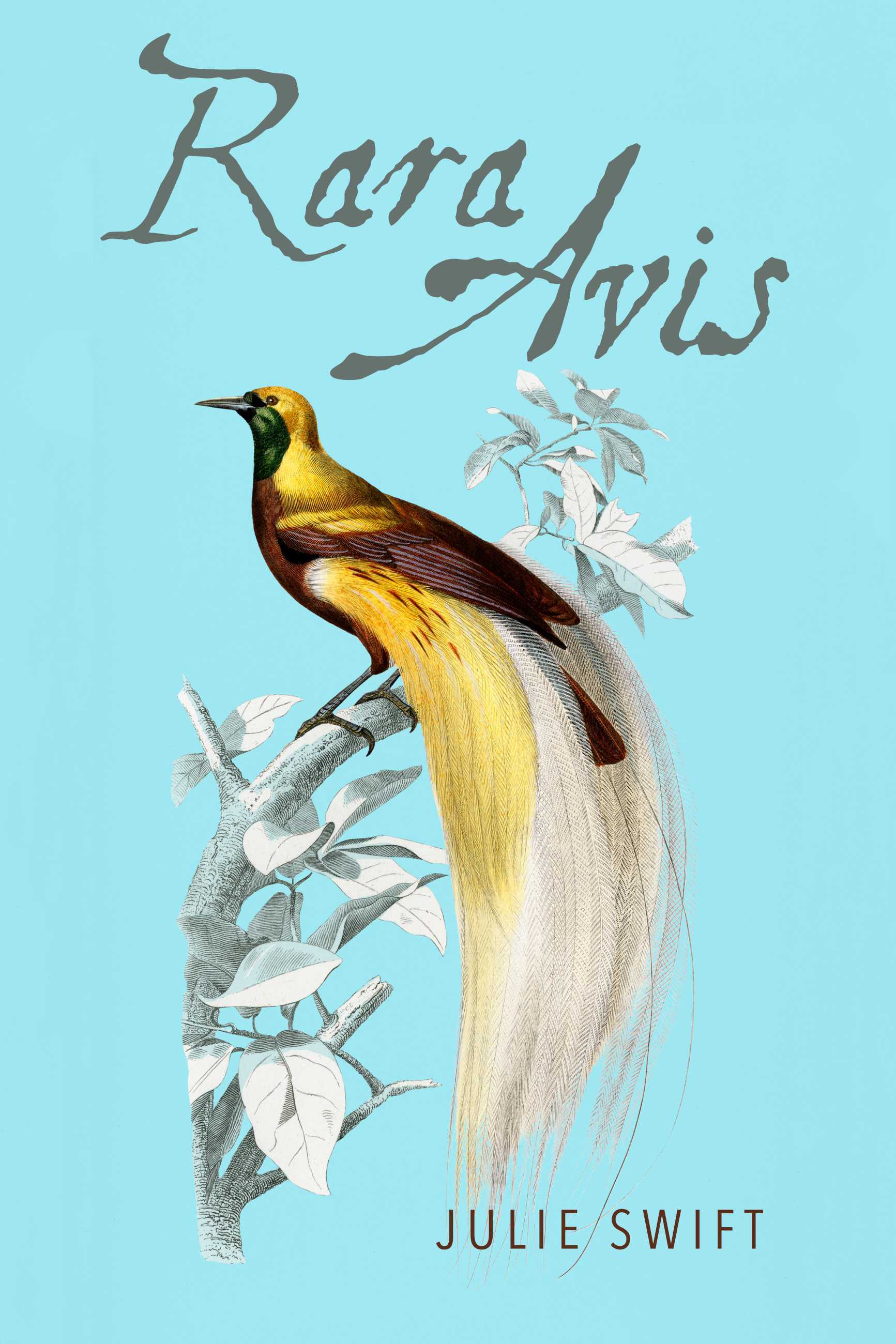 Rara Avis by Julie Swift | Goodreads