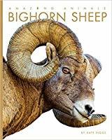 Bighorn Sheep (Amazing Animals) by Kate Riggs | Goodreads