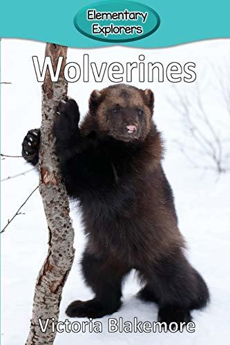 Wolverines (Elementary Explorers) by Victoria Blakemore | Goodreads
