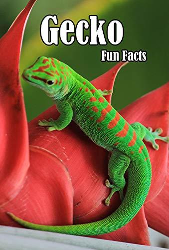 Gecko Fun Fact: Photobook with real images of Variety Gecko around the ...
